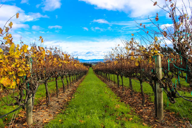 Fun Adventure Travel Experiences in Santa Rosa, California