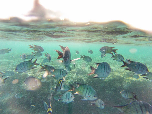 The Most Breathtaking Dive Locations in Australia